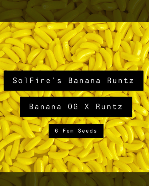 Solfire’s Banana Runtz – Solfire Gardens