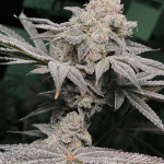 Lemon Grab – Solfire Gardens