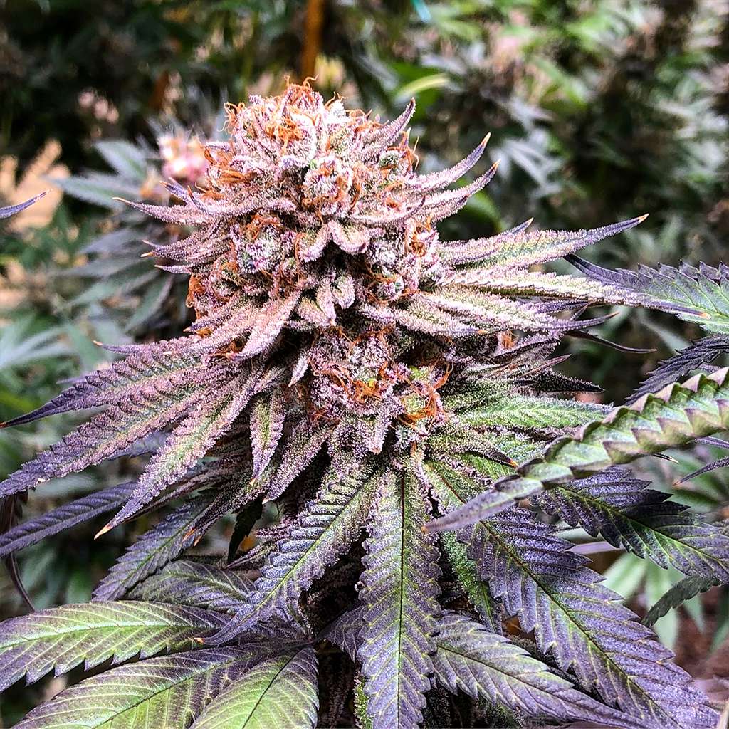 Cherrylicious- Last Chance! – Solfire Gardens