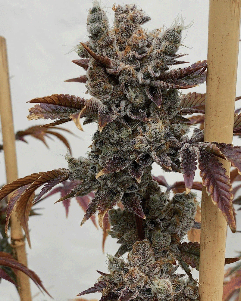 Cherrylicious- Last Chance! – Solfire Gardens