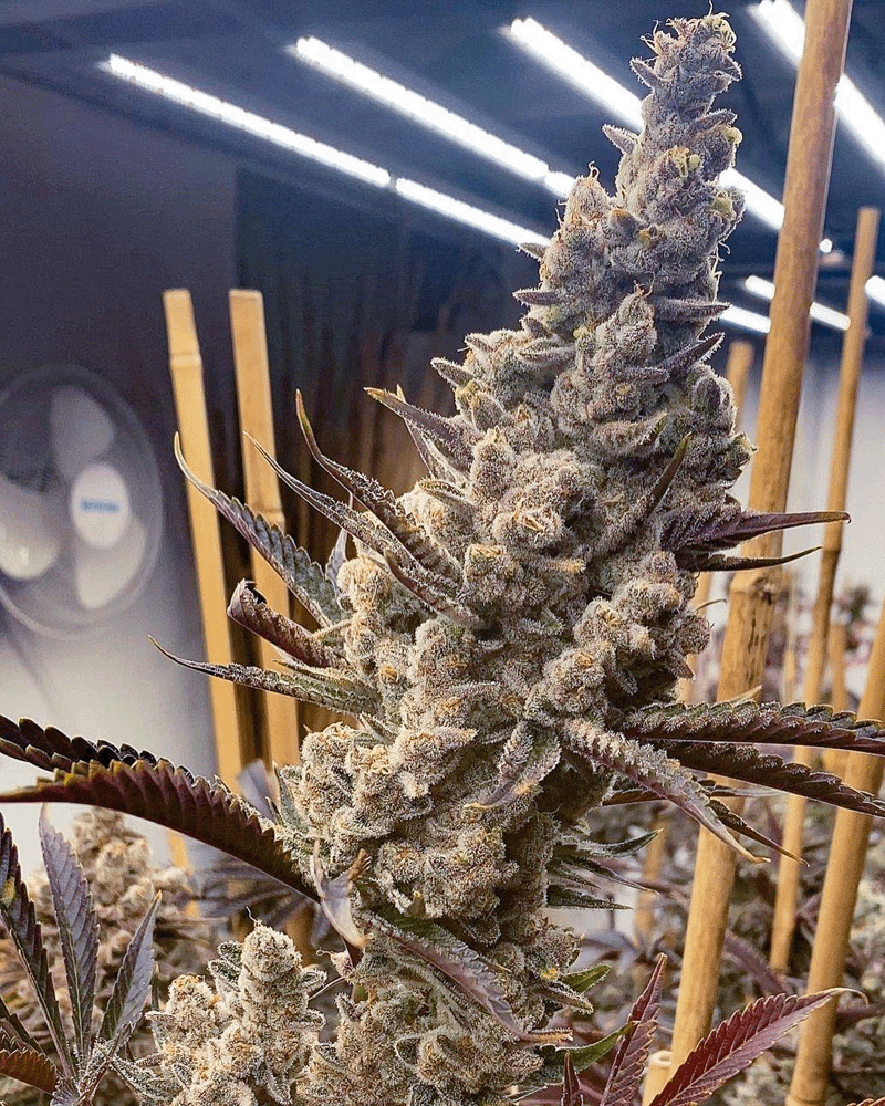 Poppin Bottlez – Solfire Gardens