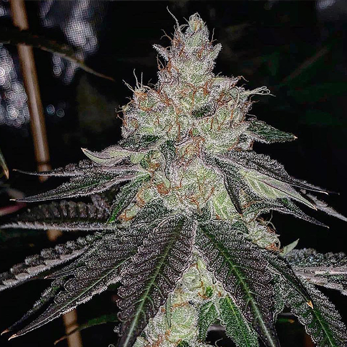 Happy Hour – Last Chance! – Solfire Gardens