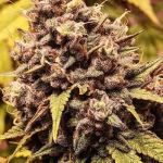 Poppin Bottlez – Solfire Gardens