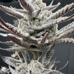 Udder Madness – Solfire Gardens