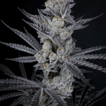 Seeds – Solfire Gardens