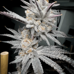 Cherrylicious- Last Chance! – Solfire Gardens